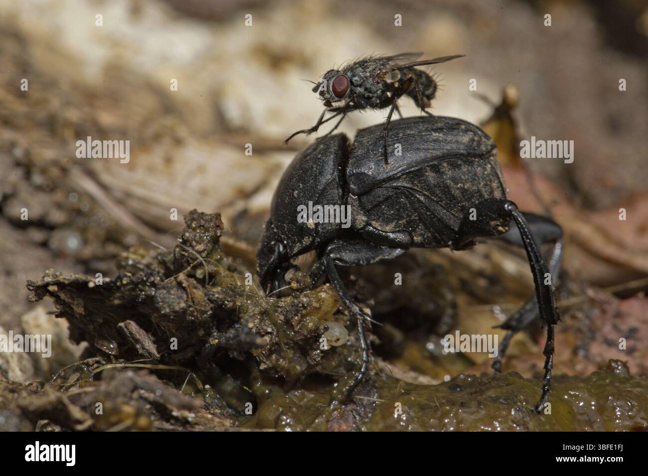 Matter pill moth (Sisyphus schaefferi Stock Photo - Alamy