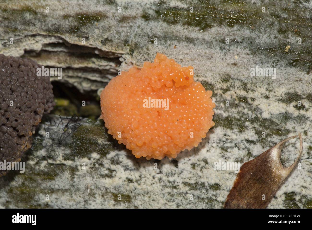 Slime fish hi-res stock photography and images - Alamy