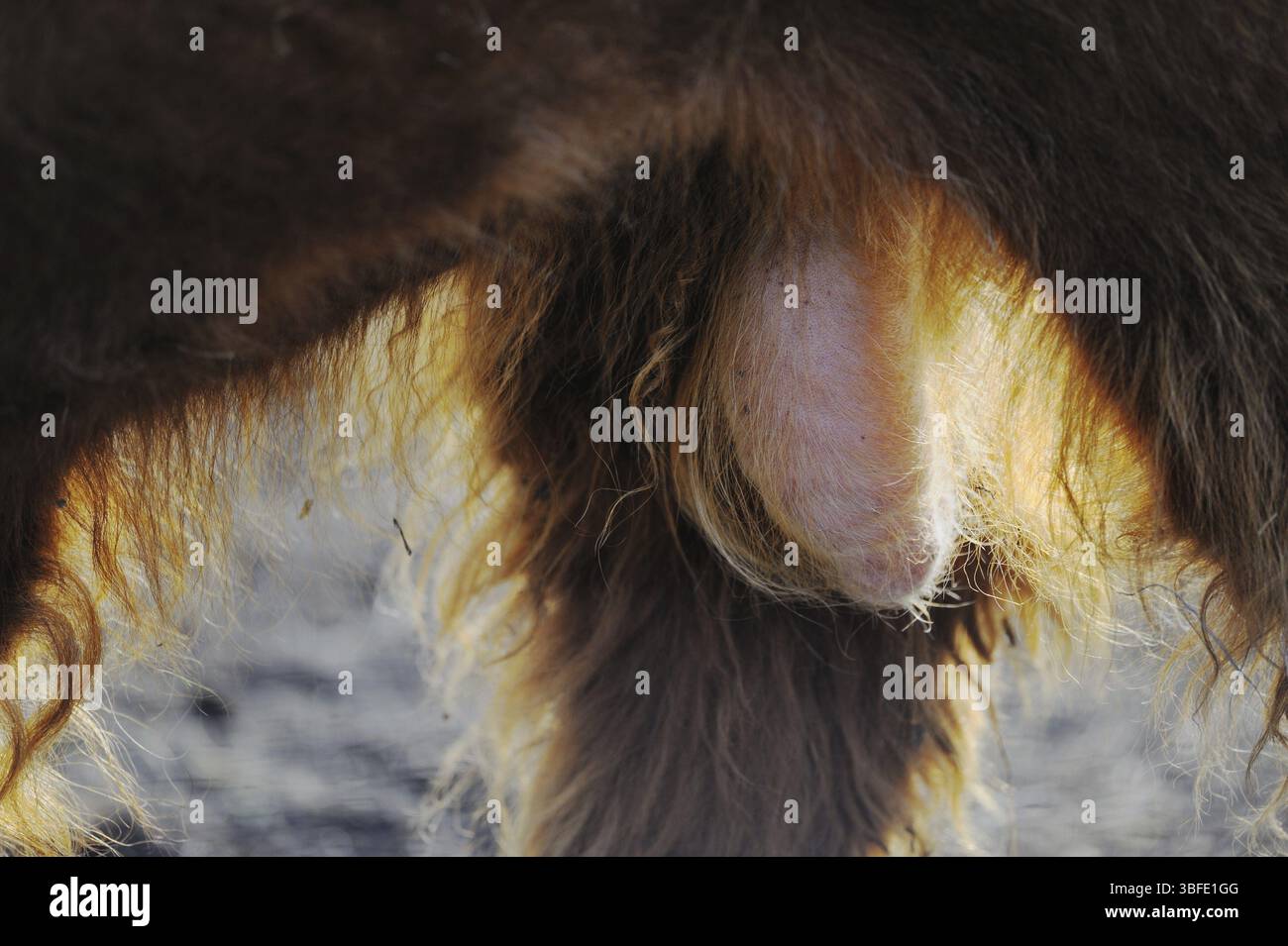 Bull testicles hi-res stock photography and images - Alamy