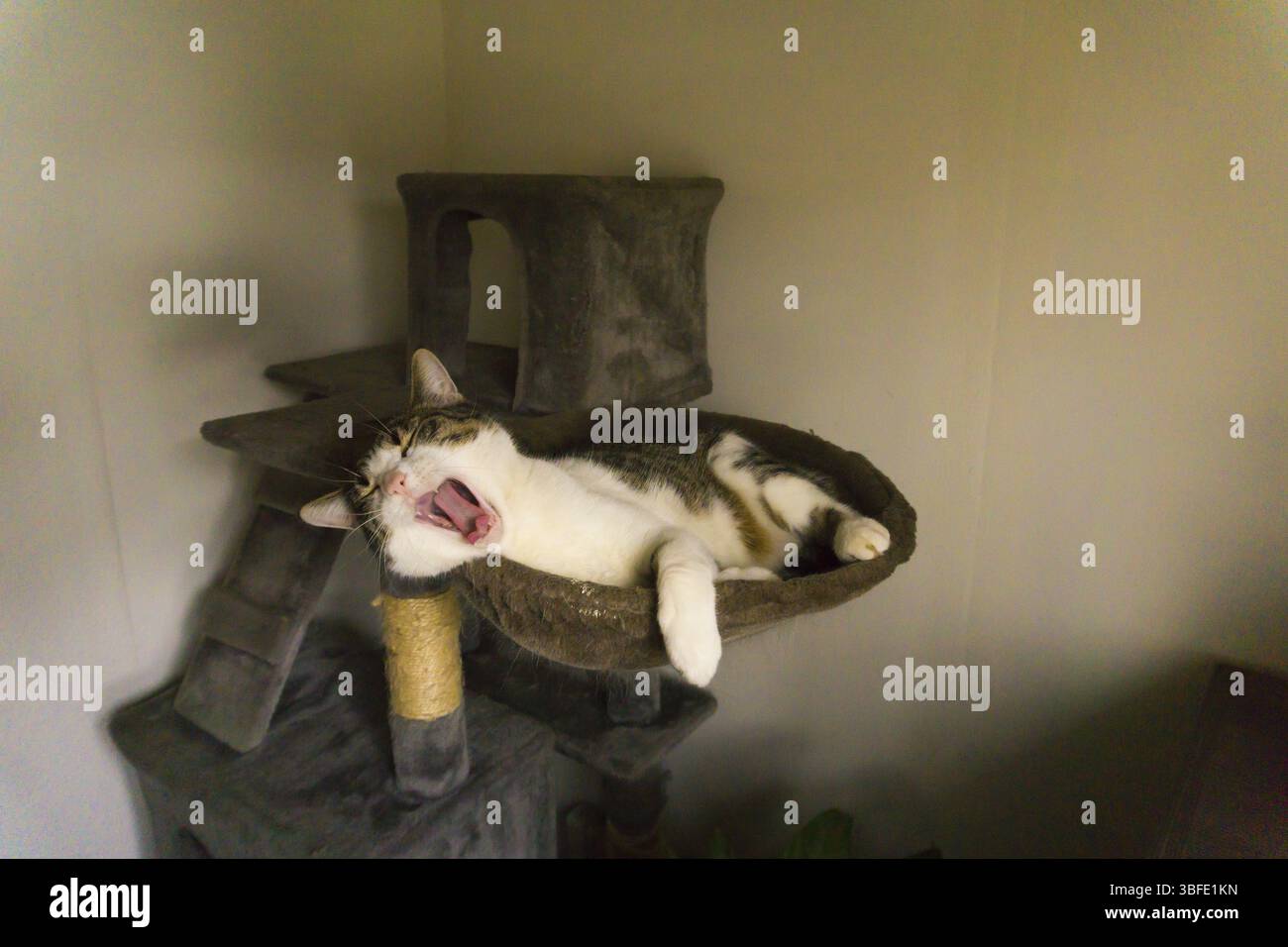 Cat is tired in the hammaock Stock Photo - Alamy