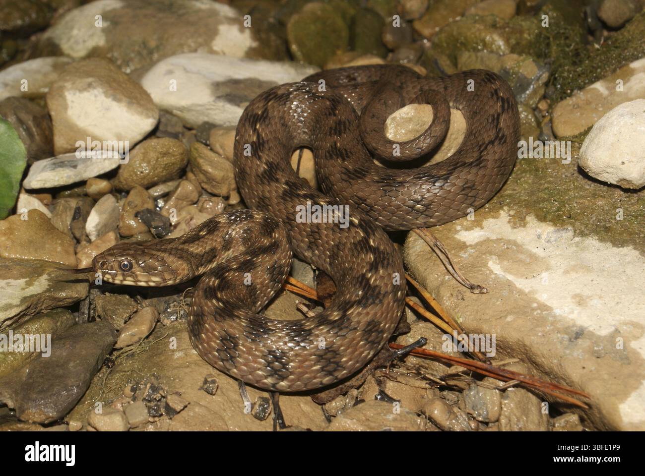 Viperine snake (Natrix maura Stock Photo - Alamy