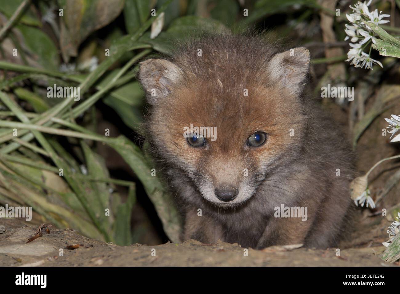 Red fox cub dark hi-res stock photography and images - Alamy