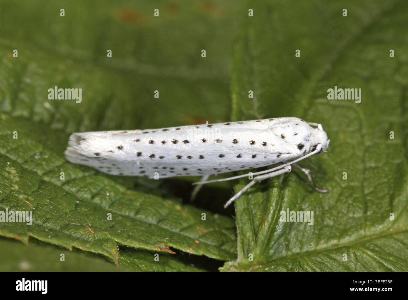 Weeping cherry spider moth (Yponomeuta evonymella Stock Photo - Alamy
