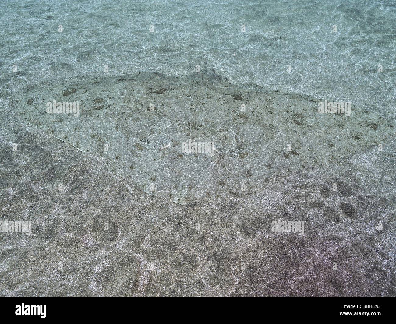 Butterfly ray (Gymnura altavela Stock Photo - Alamy