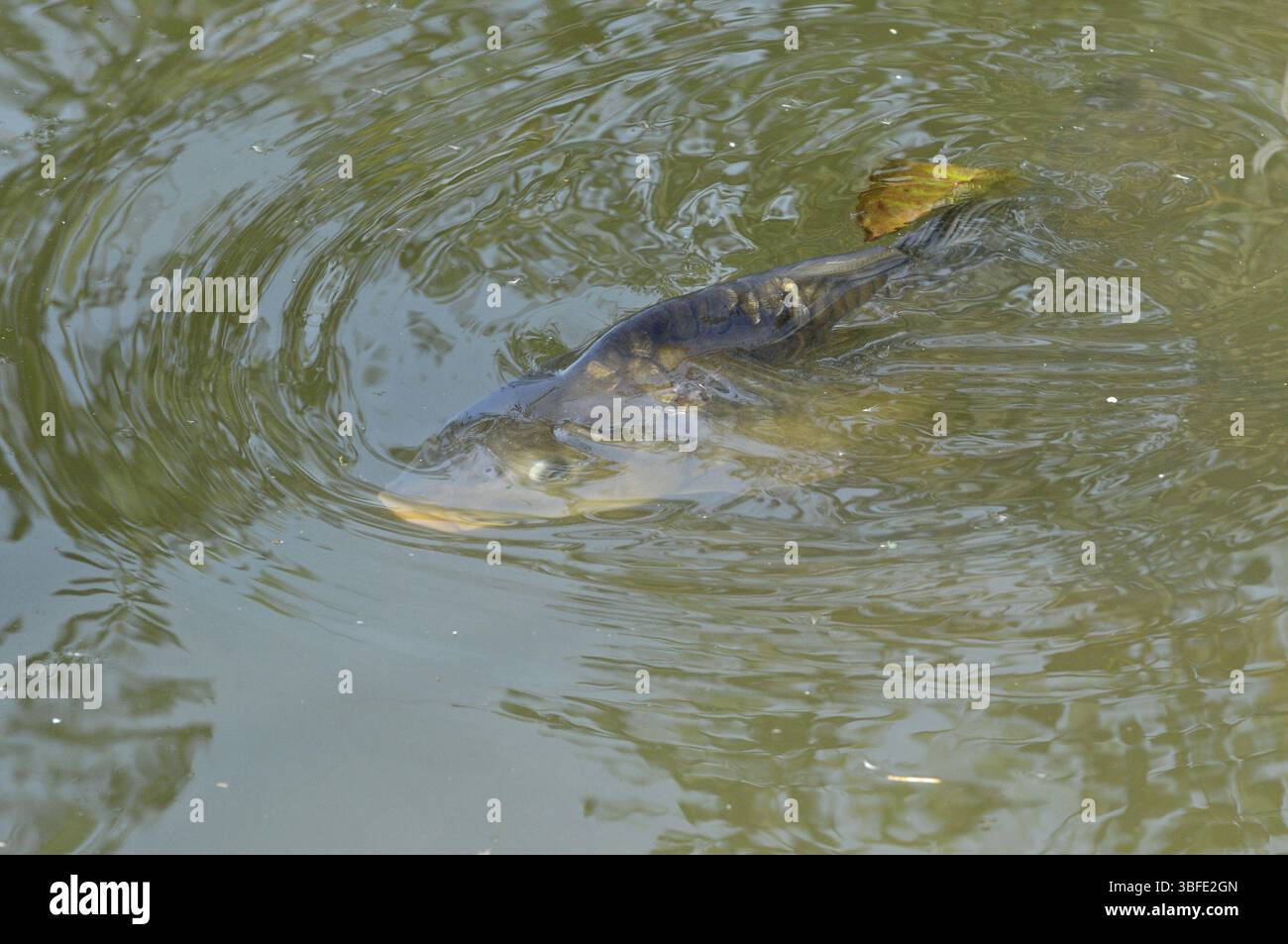 Carp (Cyprinus carpio Stock Photo - Alamy