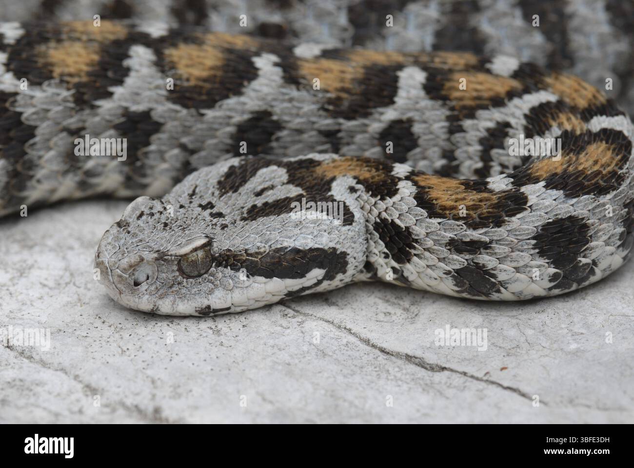 Wagner's mountain viper (Montivipera wagneri Stock Photo - Alamy