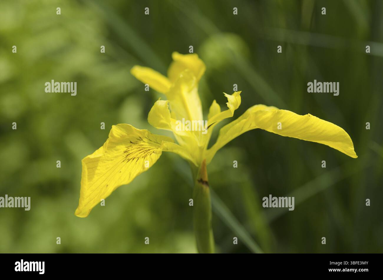 Swamp iris (Iris pseudacorus Stock Photo - Alamy