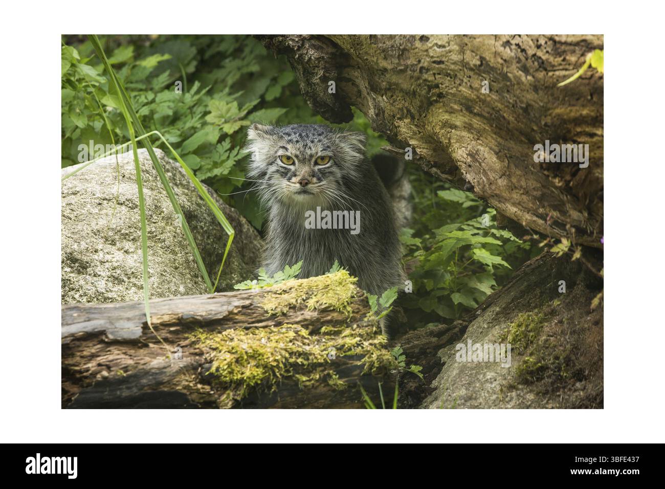 Wild cat manul pallass hi-res stock photography and images - Alamy