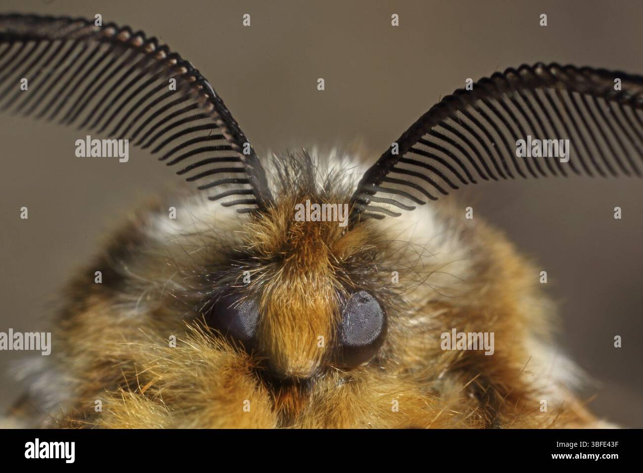 Birch moth (Endromis versicolora Stock Photo - Alamy