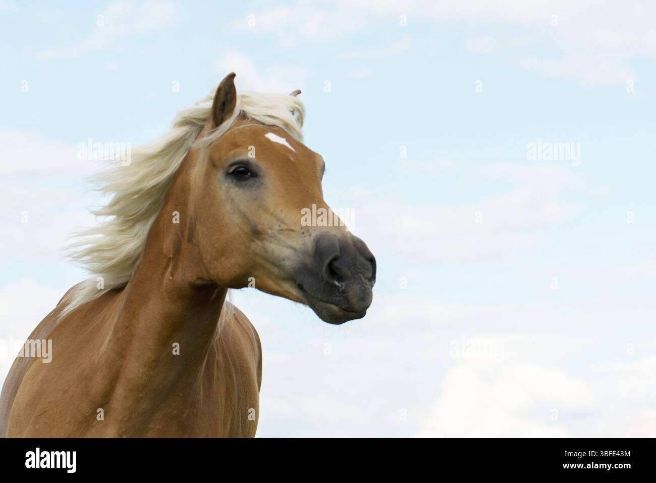 Equus horse hi-res stock photography and images - Alamy