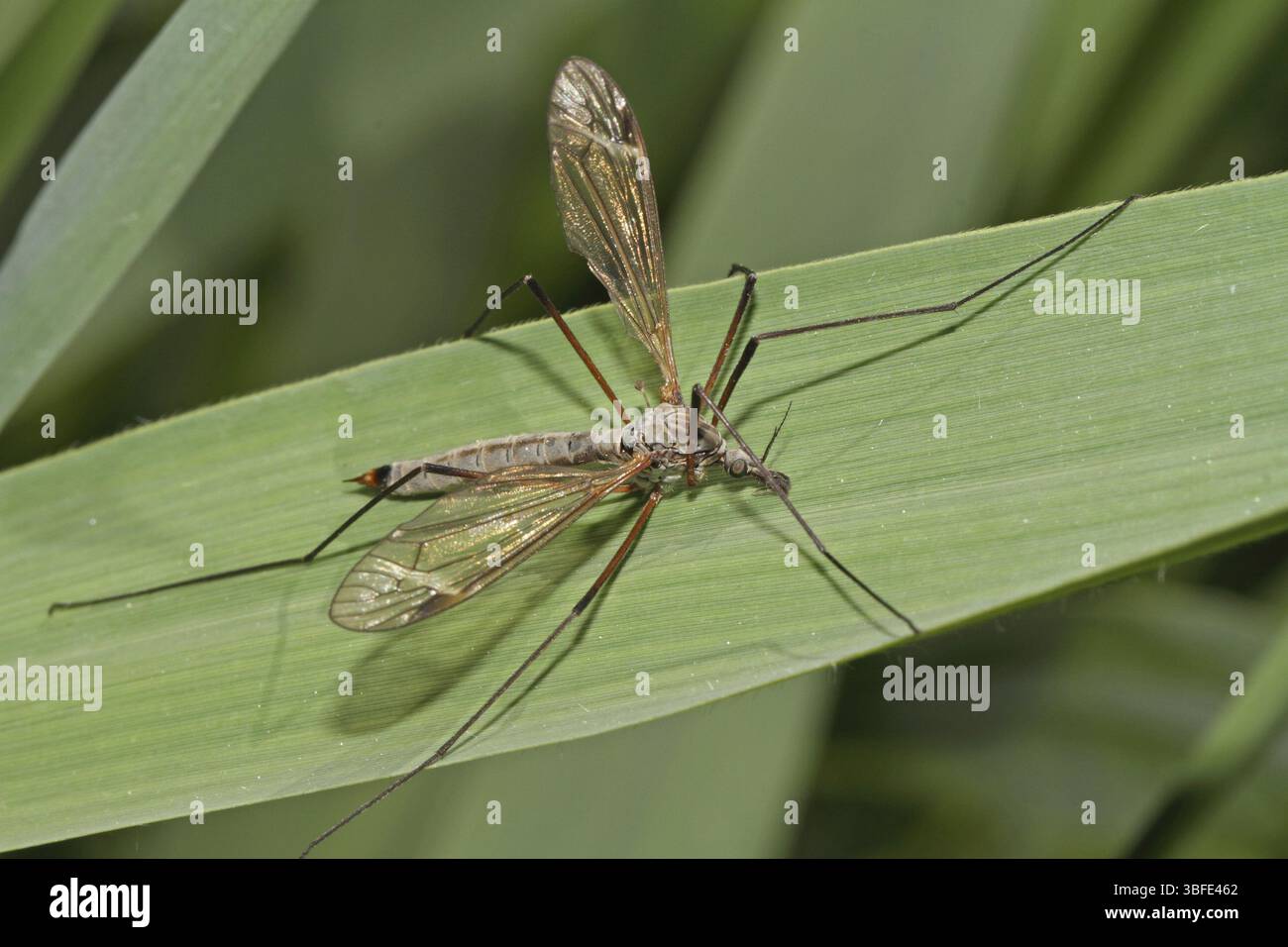 Snake Tipula lateralis (Tipula lateralis Stock Photo - Alamy