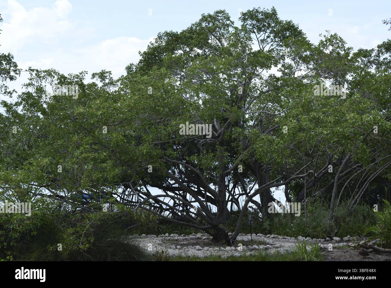 Button mangrove (Conocarpus erectus Stock Photo - Alamy