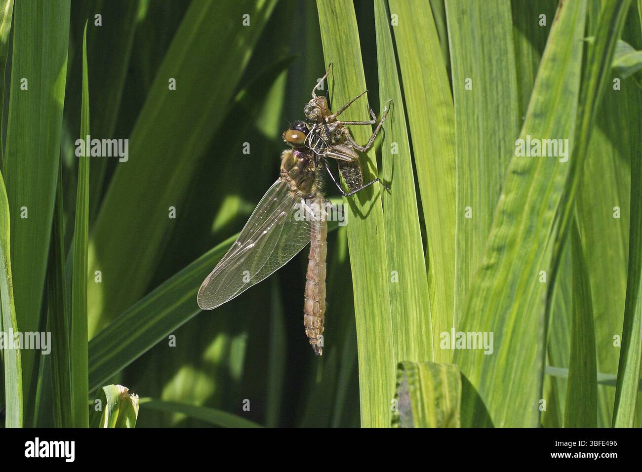 Downy emerald dragonfly, after hatching, with exuvia (Cordulia aenea ...