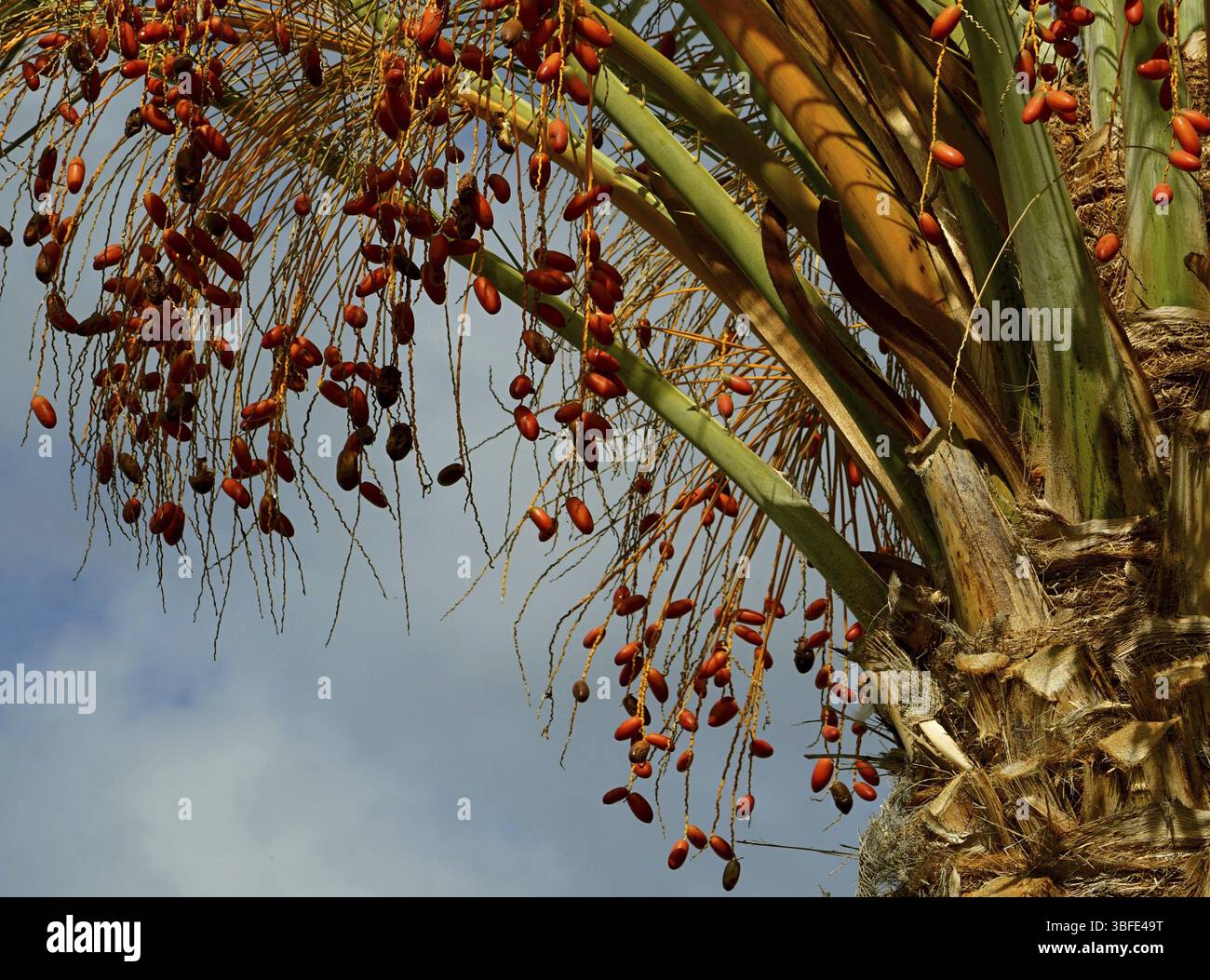 Real date palm, palm plant, date, dates, Canary Island date palm ...