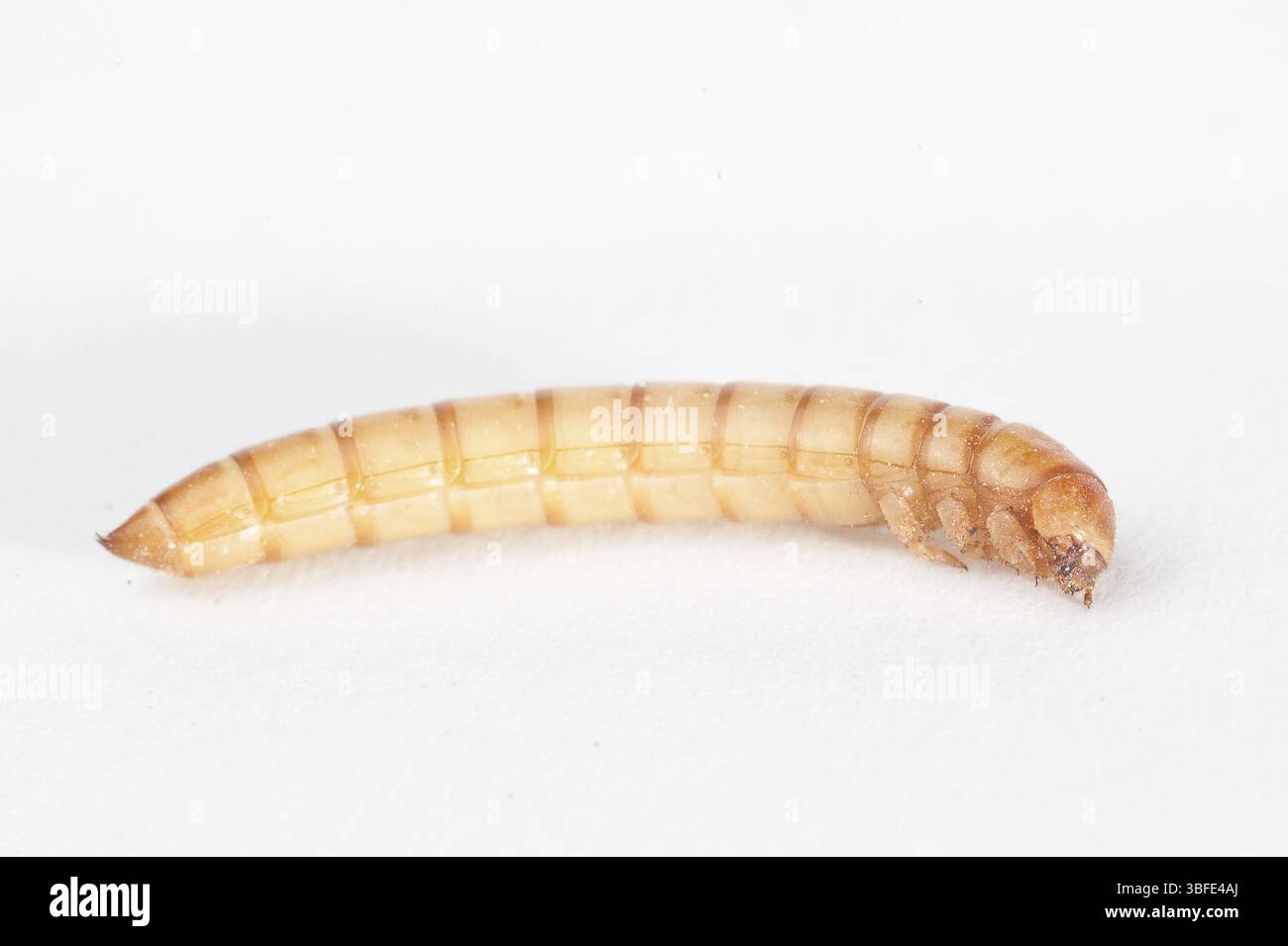 Mealworm (Tenebrio molitor Stock Photo - Alamy