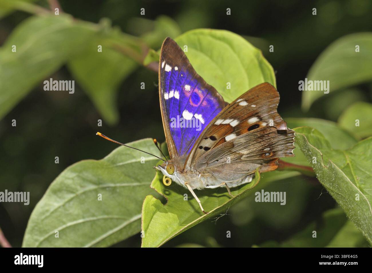 Lesser purple emperor (Apatura lilia Stock Photo - Alamy