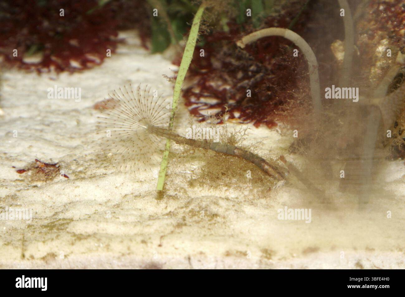 Peacock featherworm (Sabella pavonina Stock Photo - Alamy