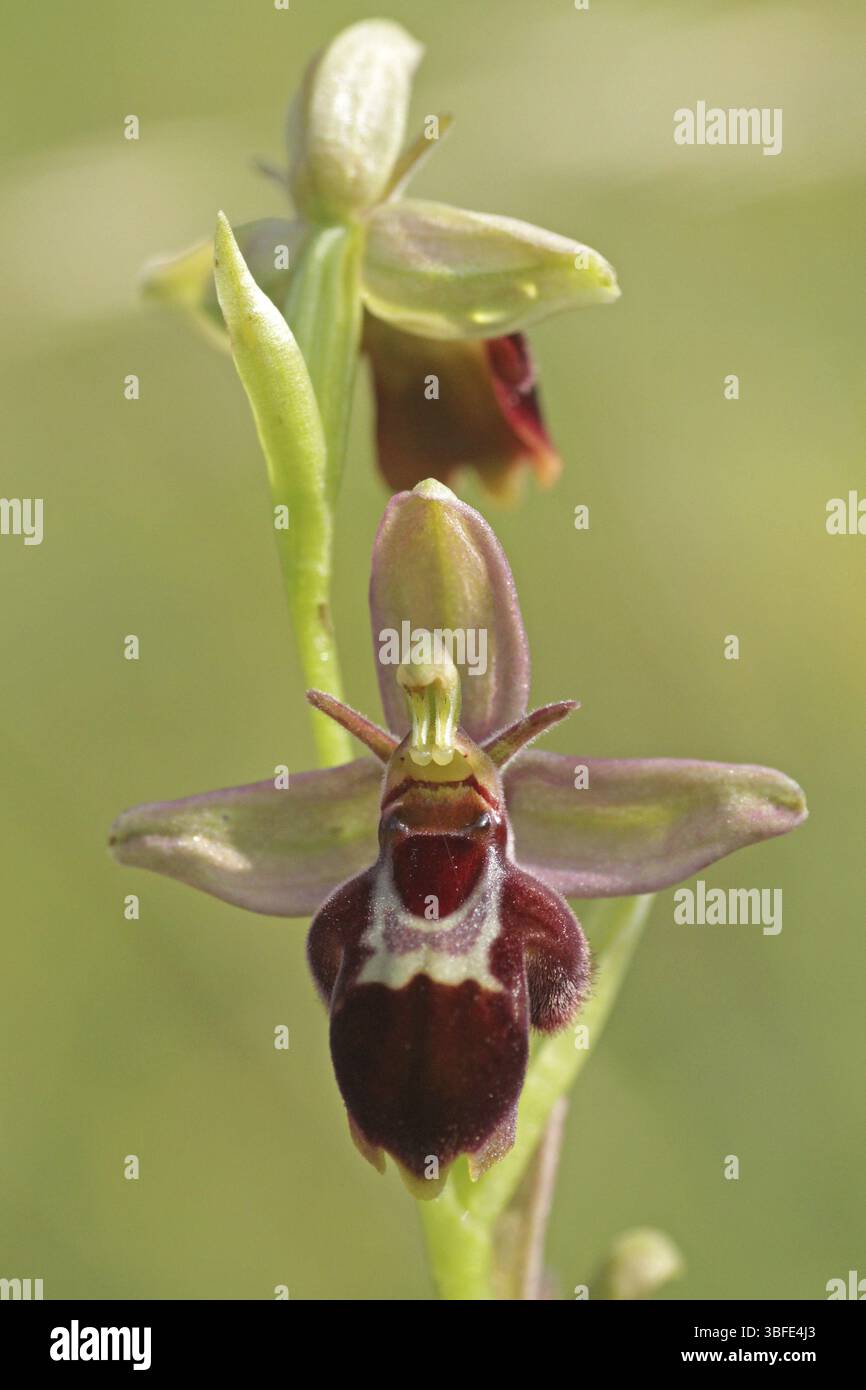 Fly orchid x bee orchid (Ophrys insectifera x Ophrys apifera Stock ...