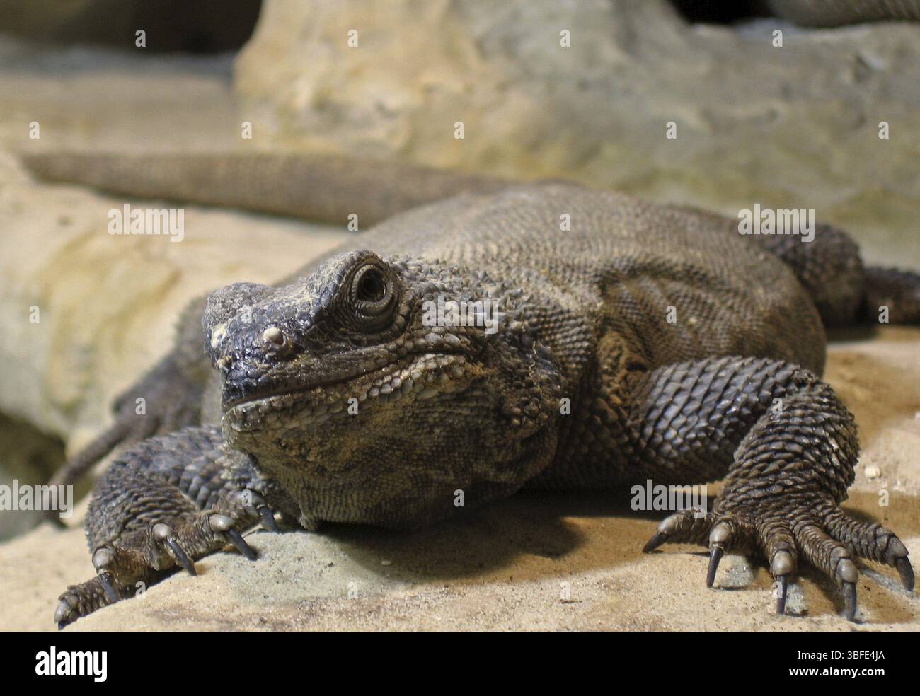 Spiny Chuckwalla (Sauromalus hispidus Stock Photo - Alamy