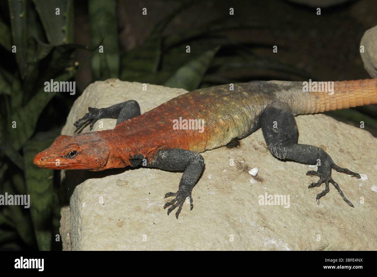 Emperor flat-belted lizard (Platysaurus imperator Stock Photo - Alamy