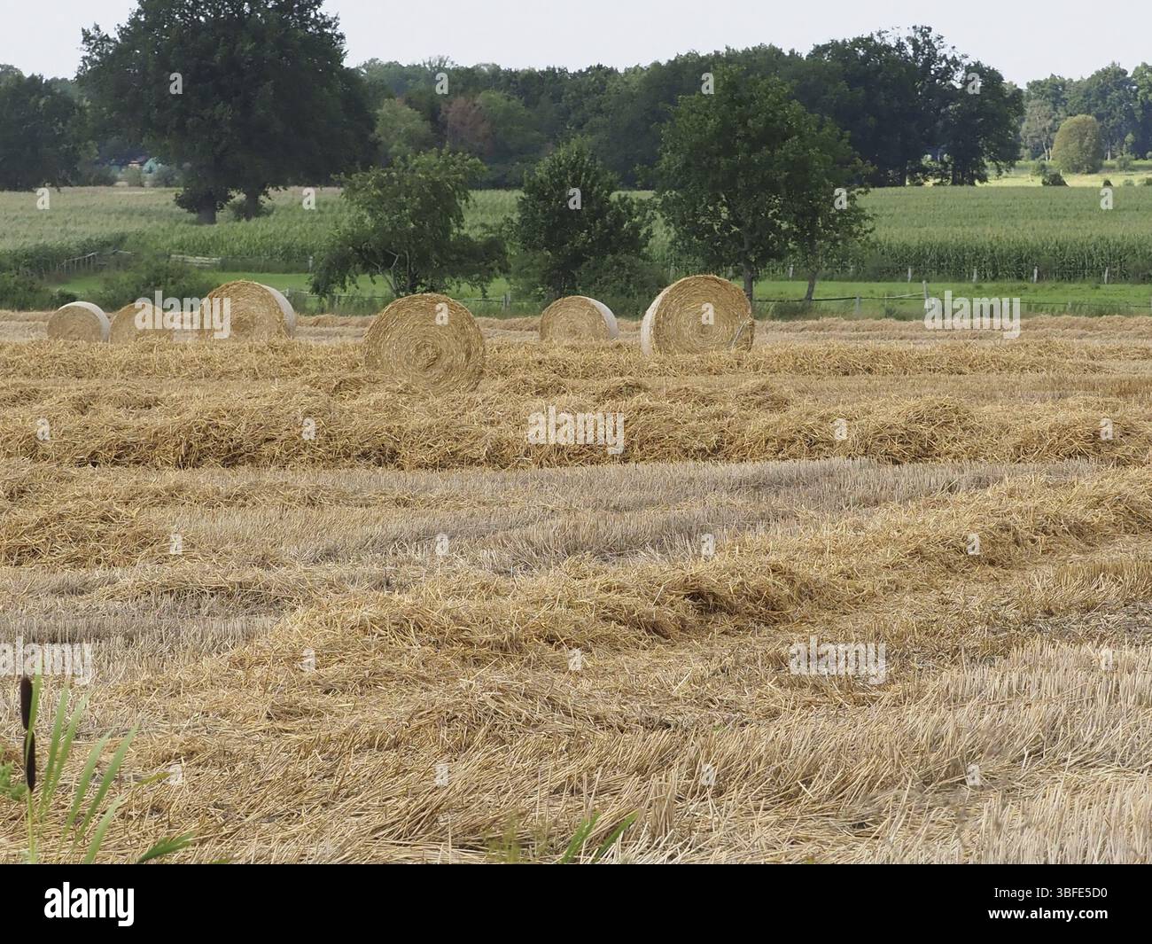 Large round bales corn hi-res stock photography and images - Alamy