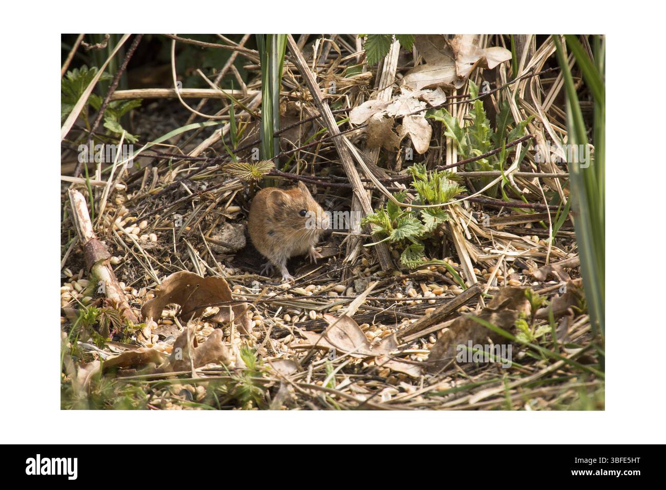 Field field entrance Cut Out Stock Images & Pictures - Alamy