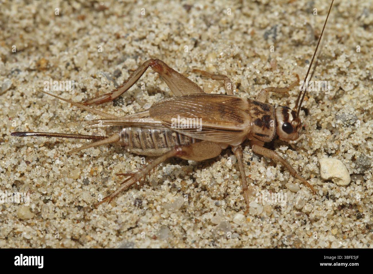 Cricket (Acheta domesticus Stock Photo - Alamy