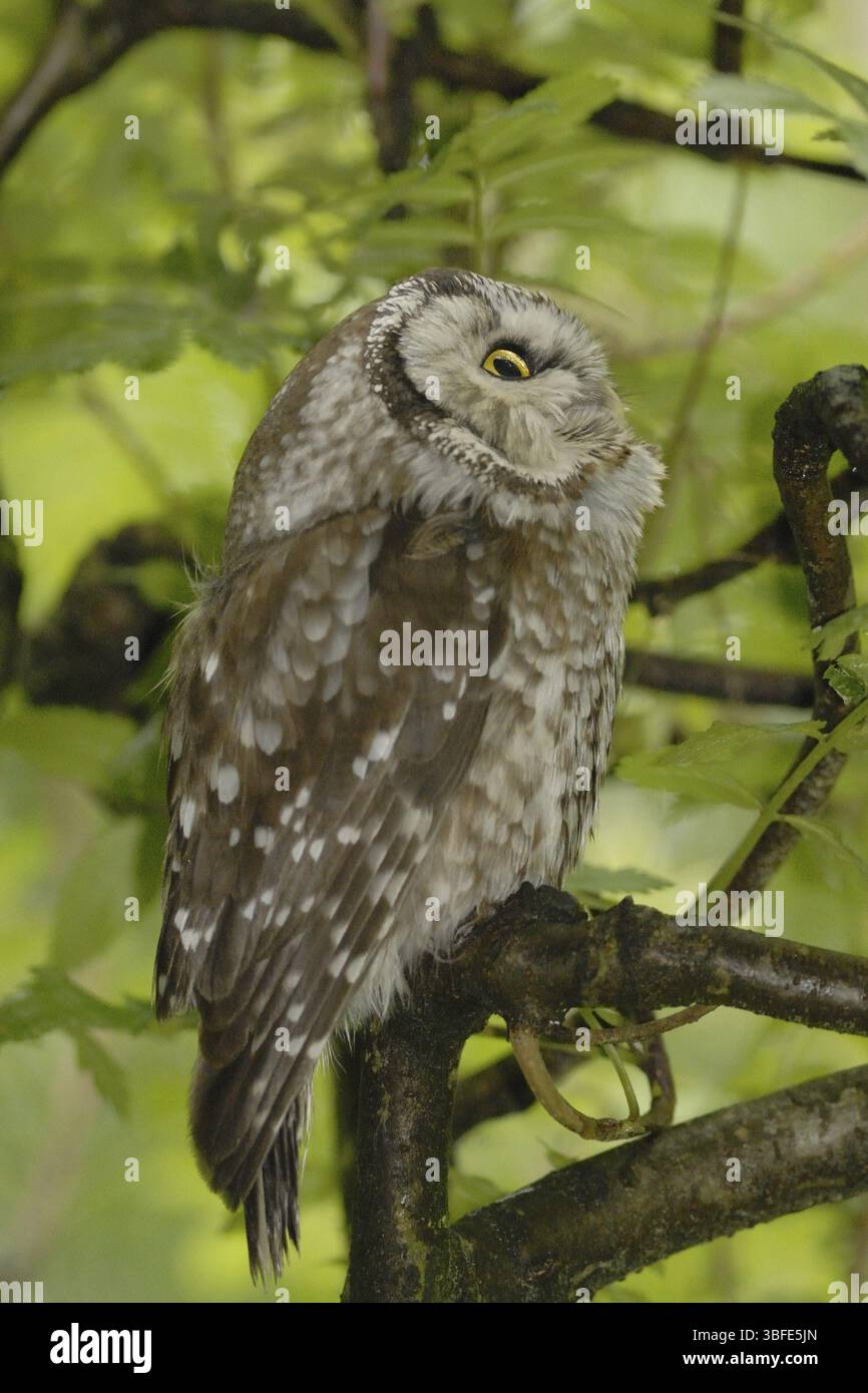 Aegolius funereus nest hi-res stock photography and images - Alamy