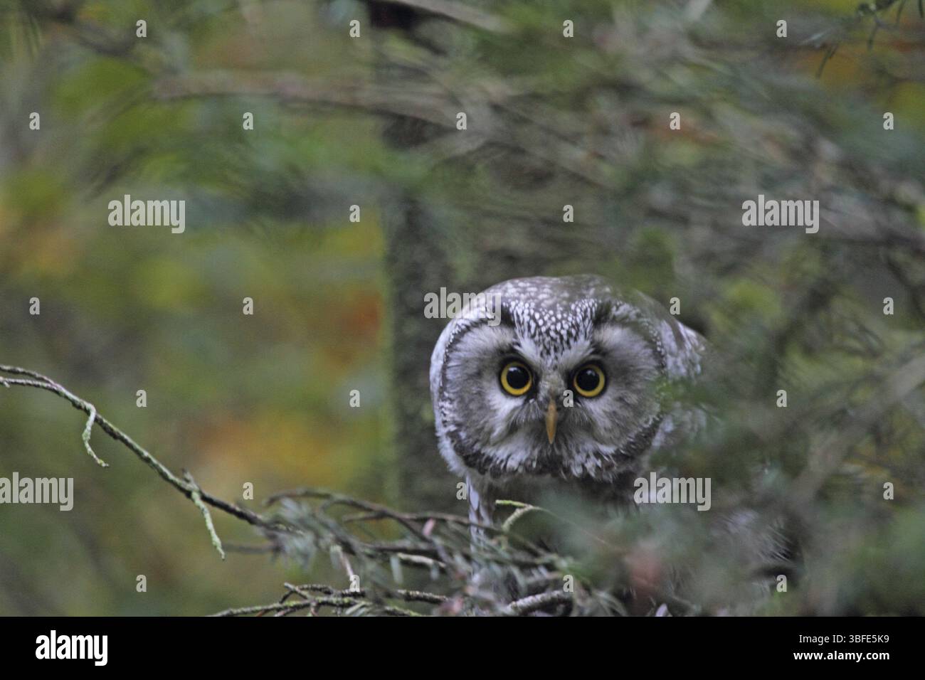 Great Horned Owl (Aegolius funereus Stock Photo - Alamy