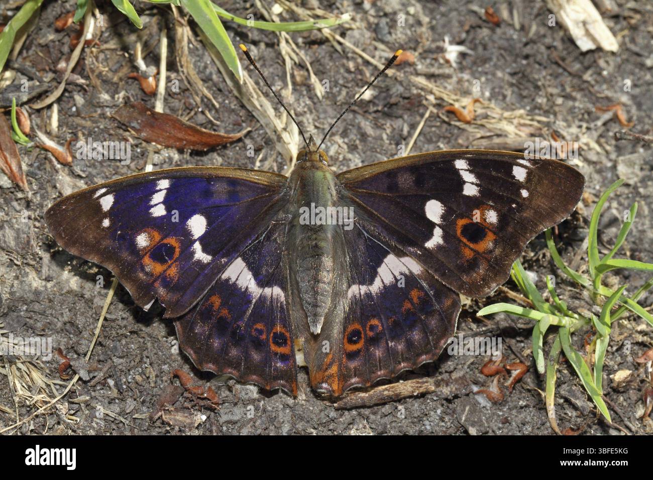 Lesser purple emperor (Apatura ilia Stock Photo - Alamy