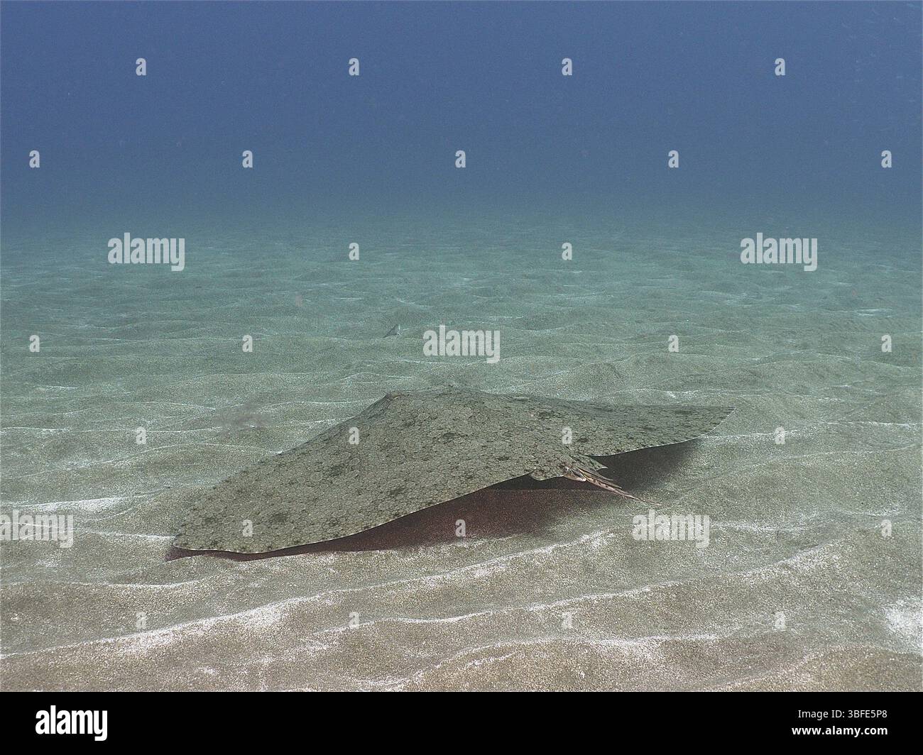 Butterfly ray (Gymnura altavela Stock Photo - Alamy