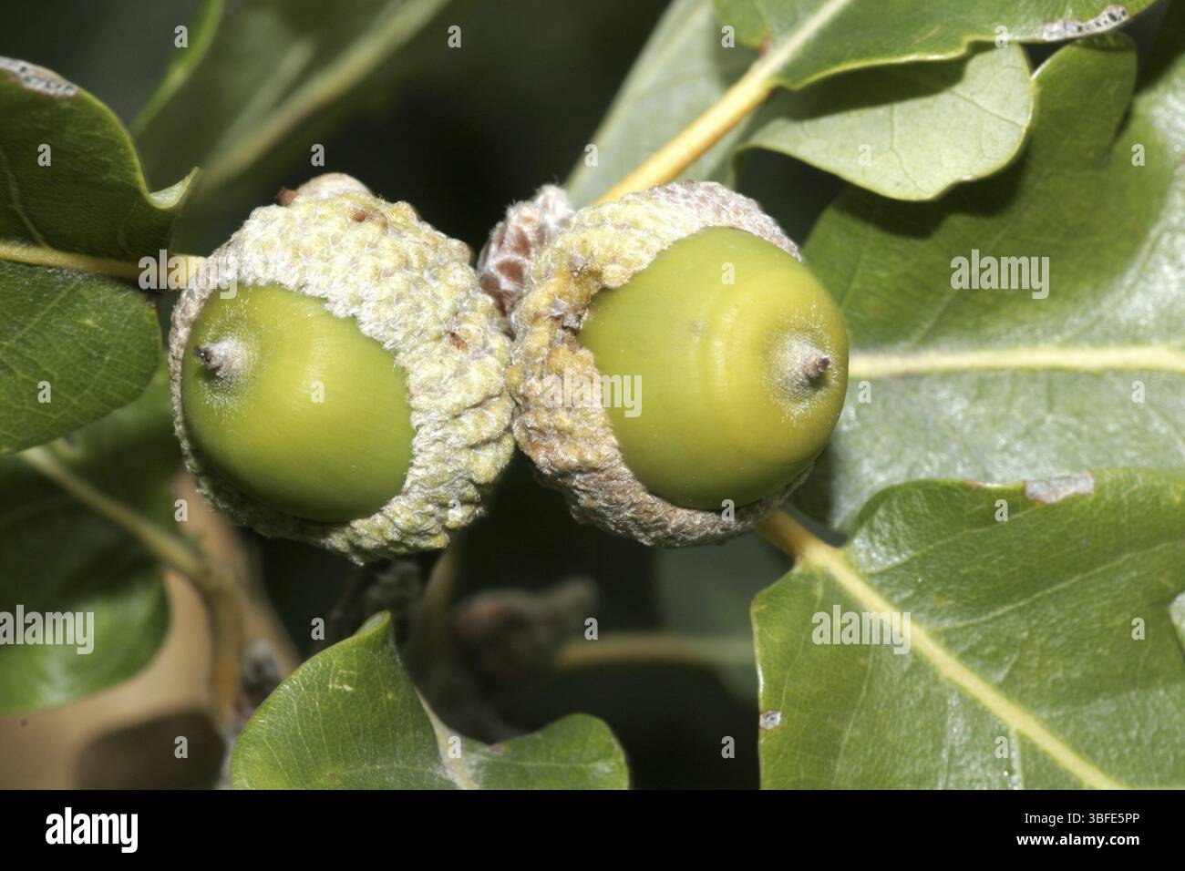 Downy oak (Quercus pubescens Stock Photo - Alamy