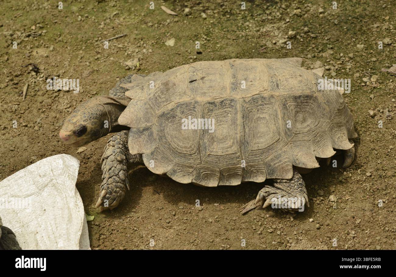 Asian forest tortoise (Manouria emys phayrei Stock Photo - Alamy