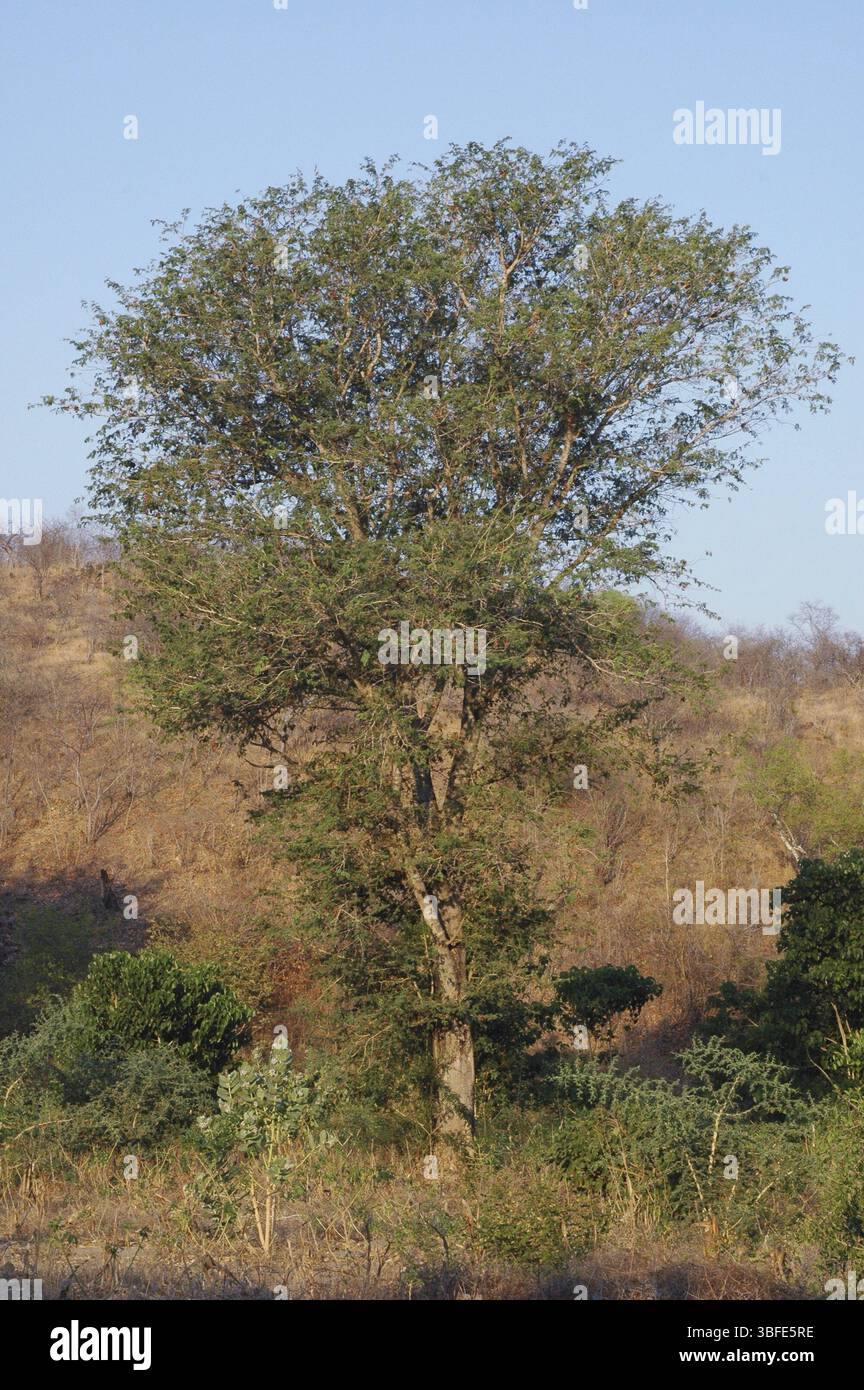 Acacia sp hi-res stock photography and images - Alamy