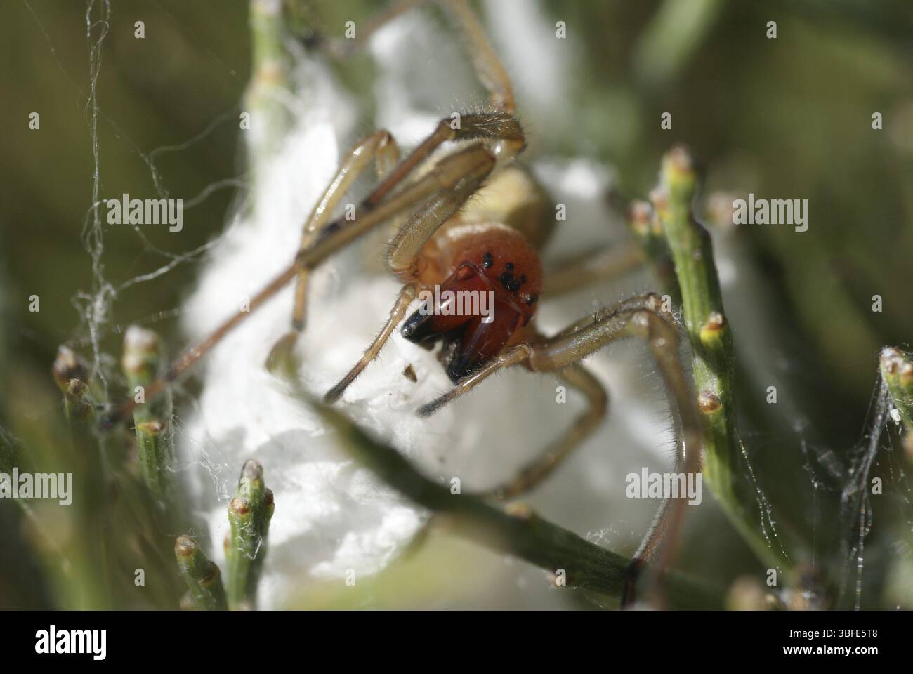 Thorn finger (Cheiracanthium punctorium Stock Photo - Alamy