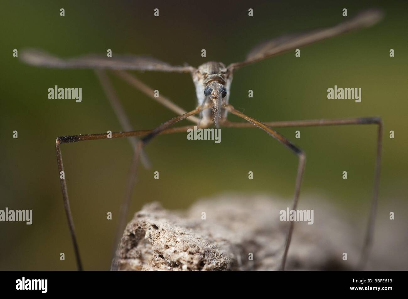 Schneider, Schnake (Tipula Stock Photo - Alamy