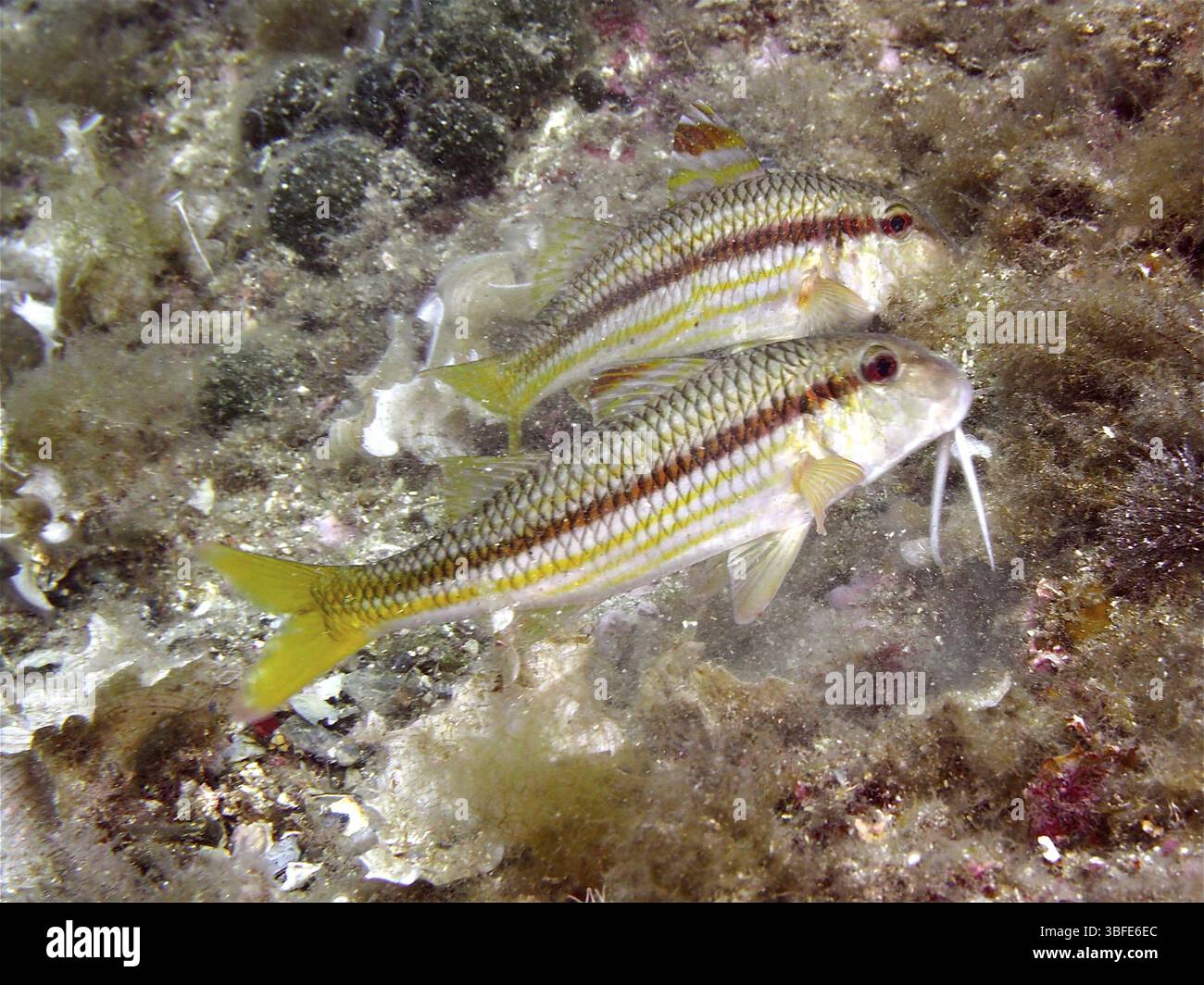 Mullus hi-res stock photography and images - Alamy