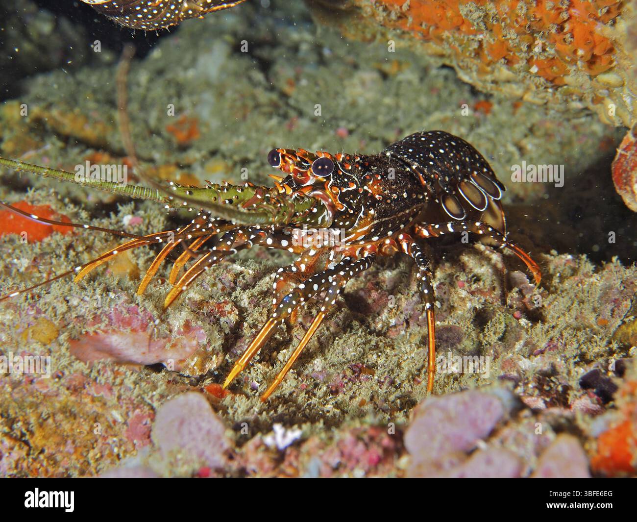 Spotted crayfish (Panulirus guttatus Stock Photo - Alamy