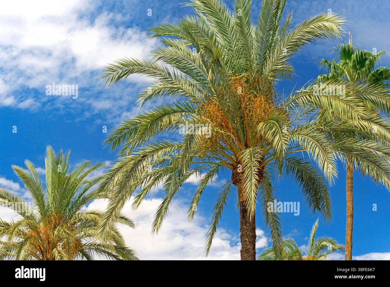 Holidays under palm trees - 2854 Stock Photo - Alamy