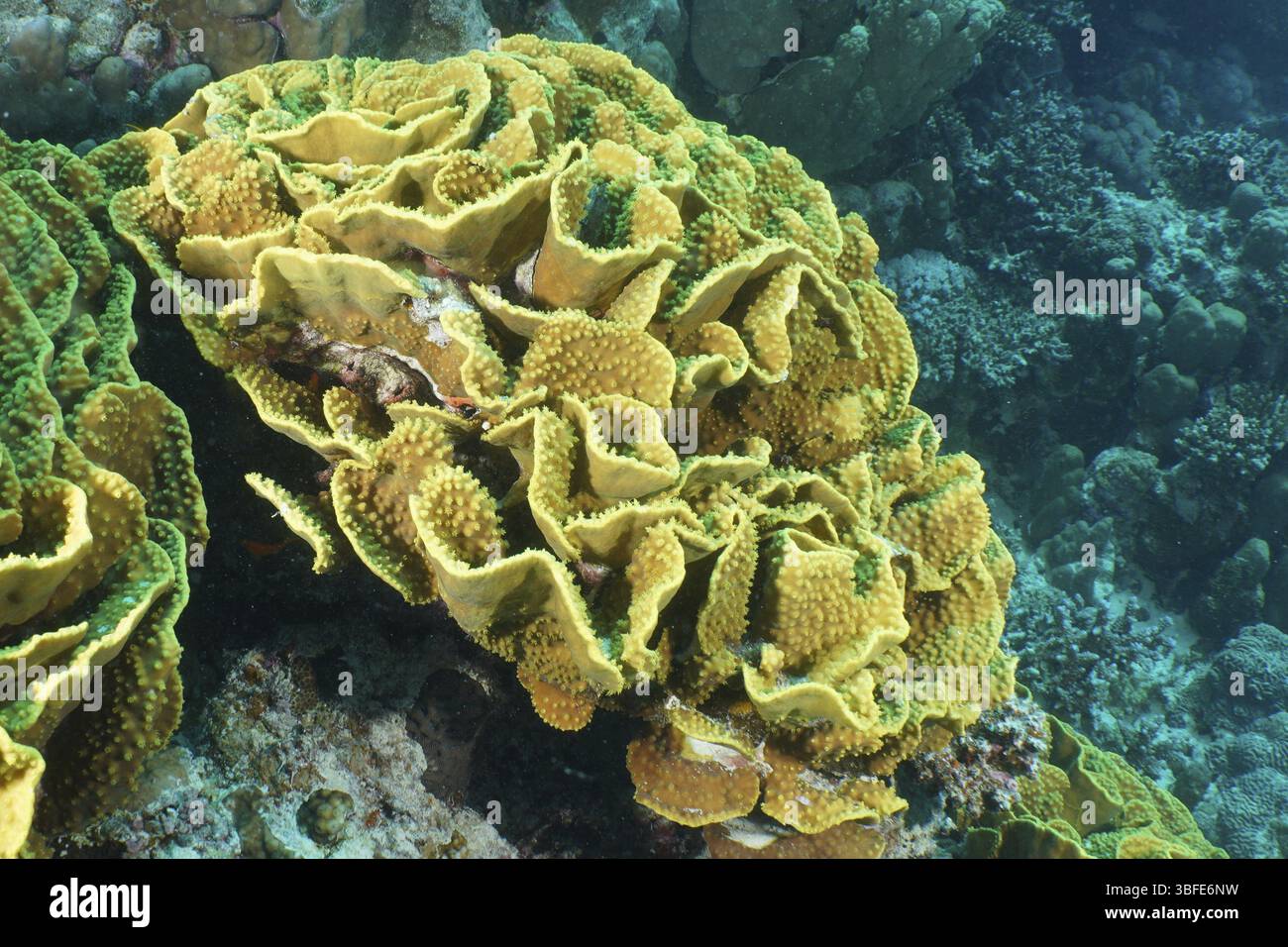 Lettuce coral (Turbinaria reniformis Stock Photo - Alamy
