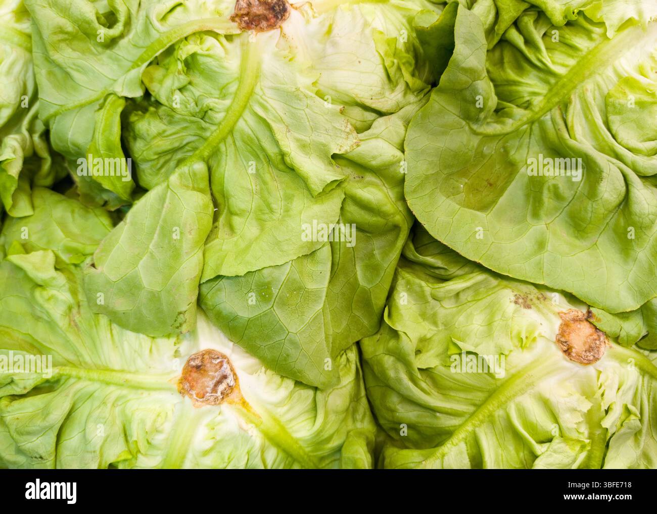 Crisp green lettuce leaves are stacked closely at a market, showcasing ...