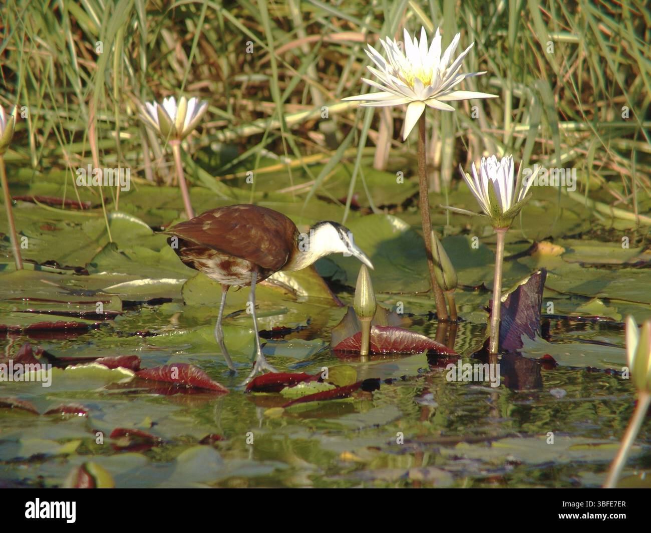 Blue-fronted Jacana (Actophilornis africanus Stock Photo - Alamy