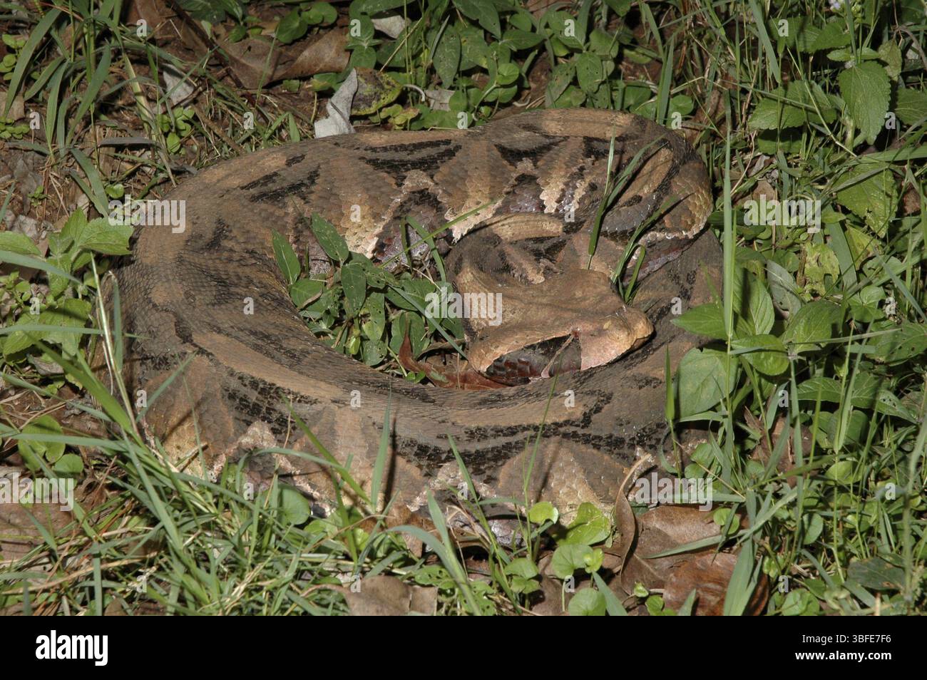 Eastern Gabon viper (Bitis gabonica Stock Photo - Alamy
