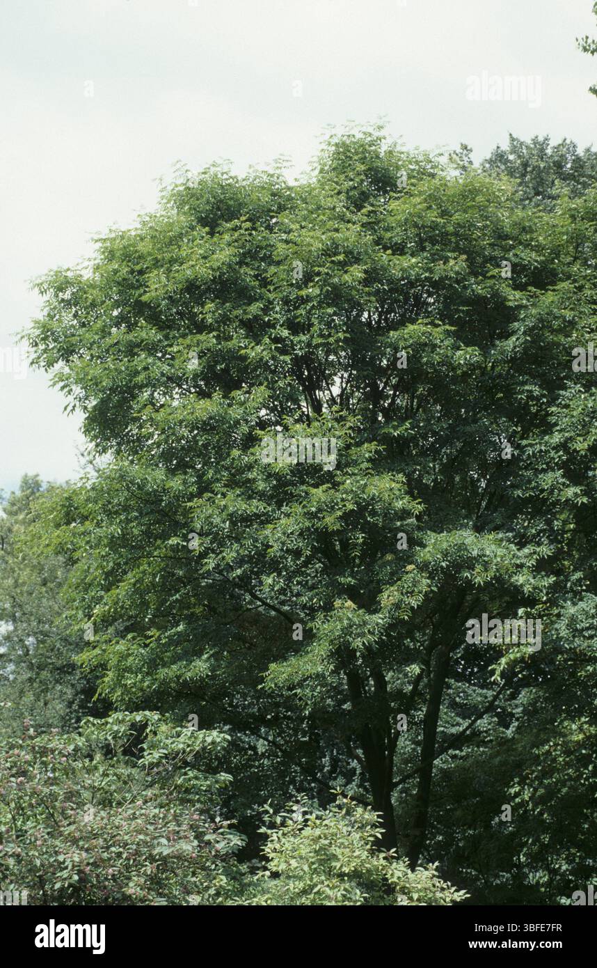 Euodia hi-res stock photography and images - Alamy