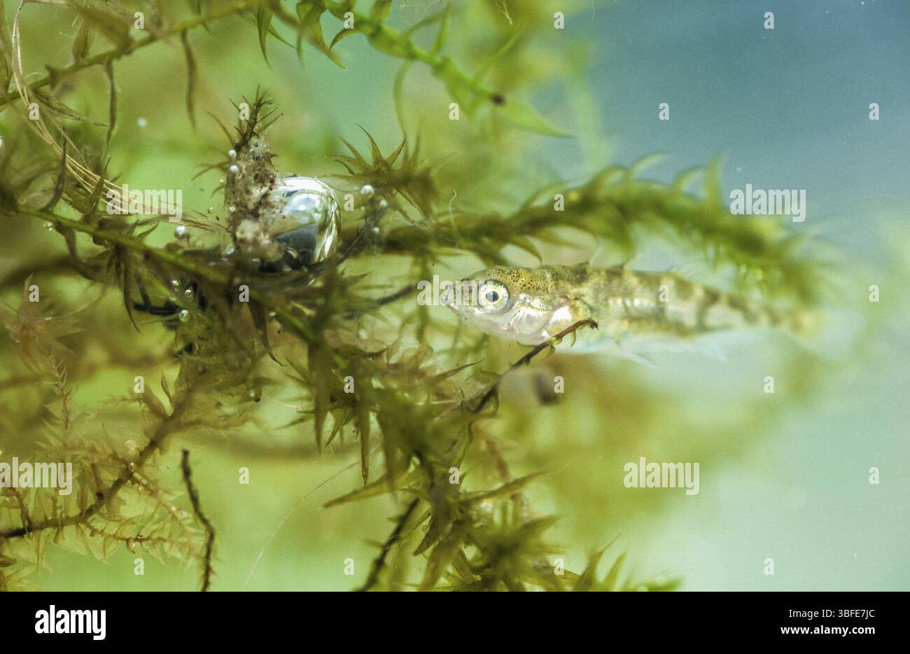 Water spider with preyed stickleback (Argyroneta aquatica Stock Photo ...