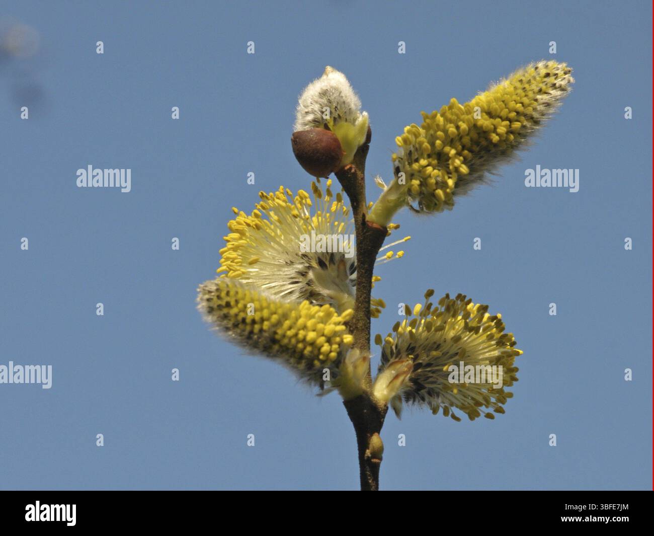 Flowering tree salix caprea hi-res stock photography and images - Alamy