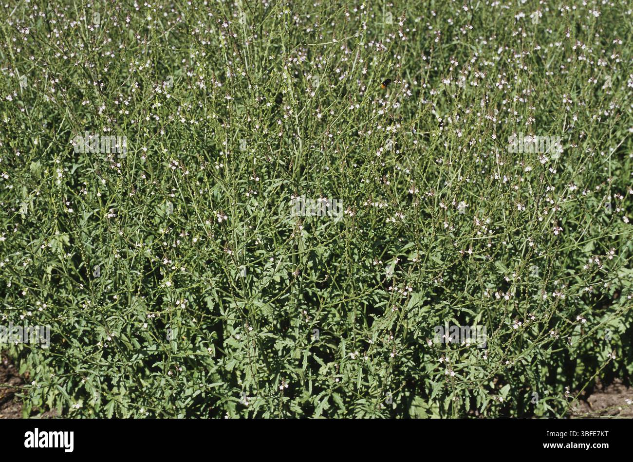 Common verbena (Verbena officinalis Stock Photo - Alamy