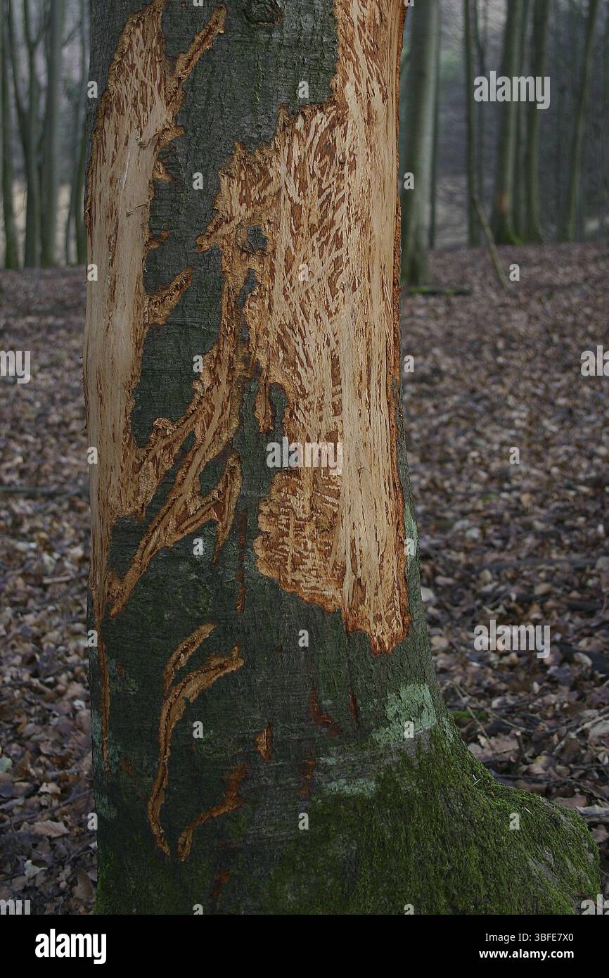 Tree peeling bark disease hi-res stock photography and images - Alamy