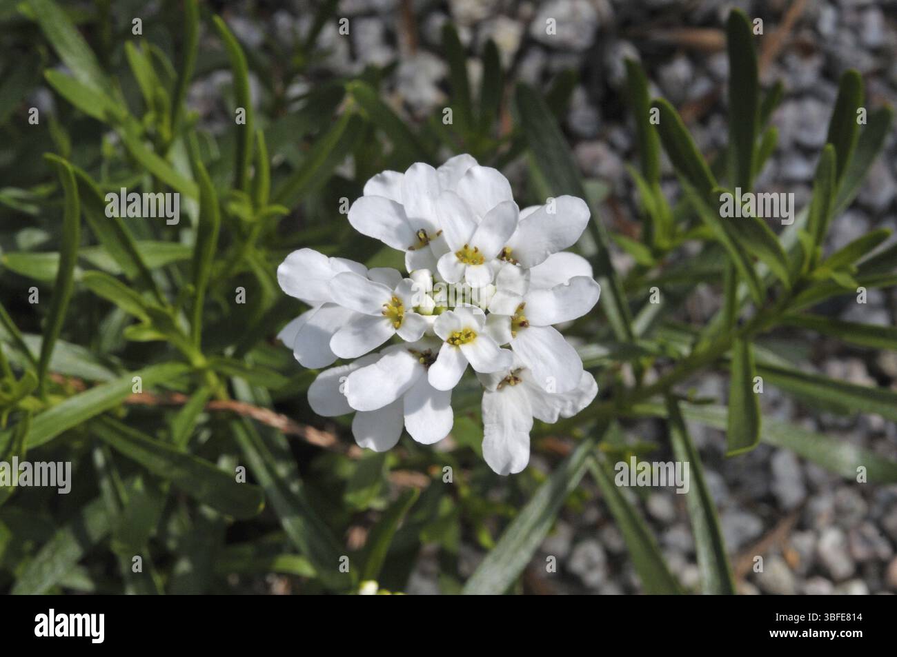 Evergreen candytuft (Iberis sempervirens Stock Photo - Alamy