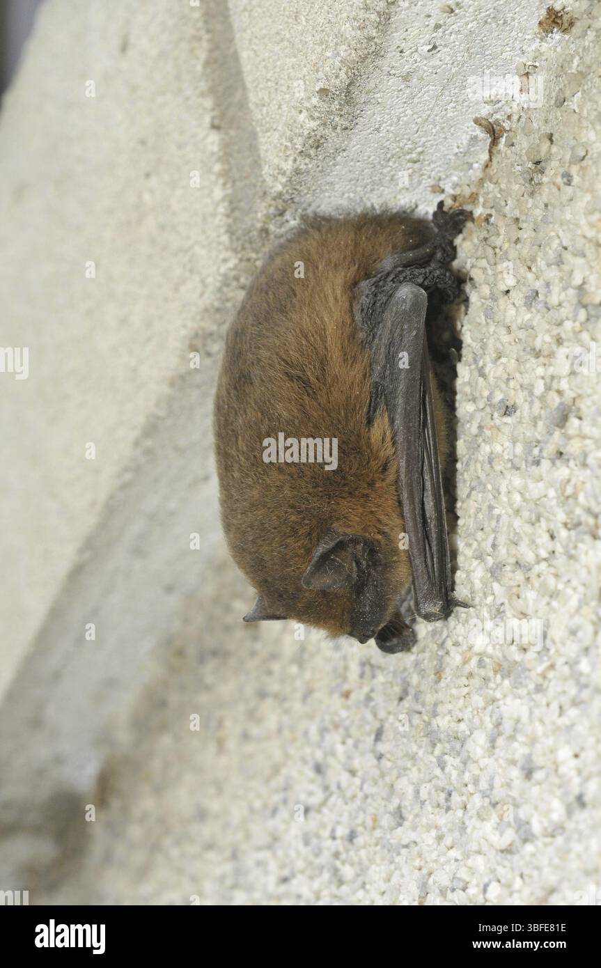 Soprano pipistrelle hi-res stock photography and images - Alamy